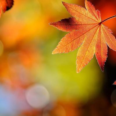 Sunny red leaf - KDE Store