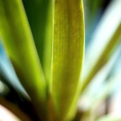 Macro Leaves - KDE Store