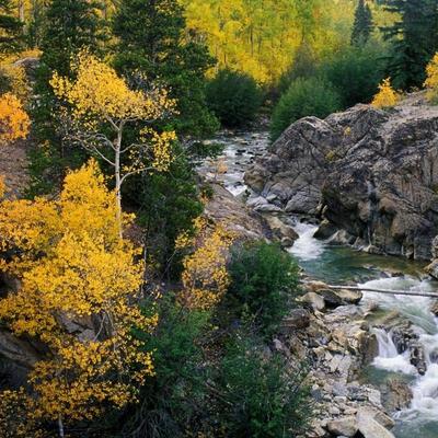 River trees - KDE Store