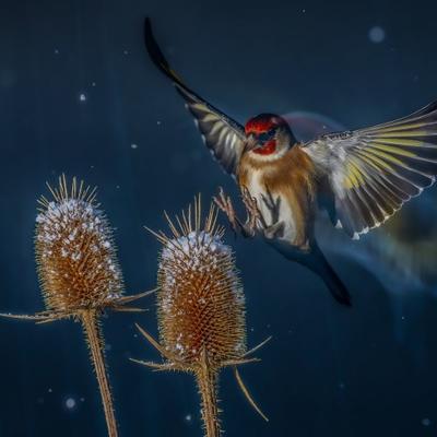 Birds in Flight - Heavenly Elegant Flight Goldfinch - KDE Store