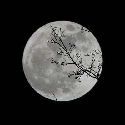 Full moon and tree branch - KDE Store