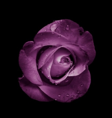 Purple rose flower with water drops - KDE Store