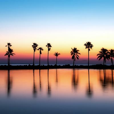 Palm Trees - KDE Store