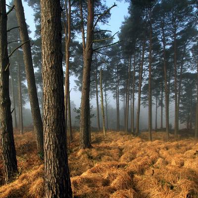 Ashdown Forest Landscape - KDE Store