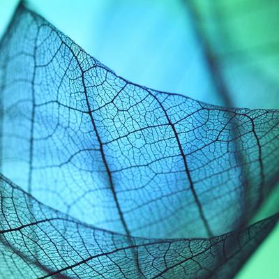 Transparent leaf vein abstract wallpaper 07 - KDE Store