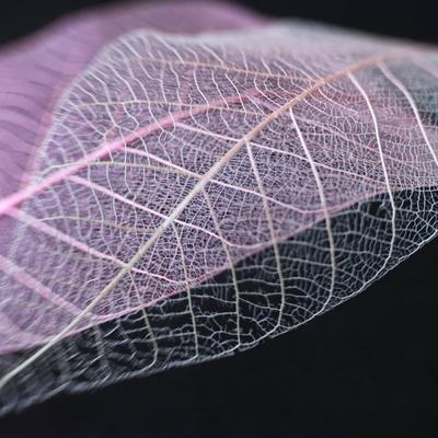 Transparent leaf vein abstract wallpaper 10 - KDE Store