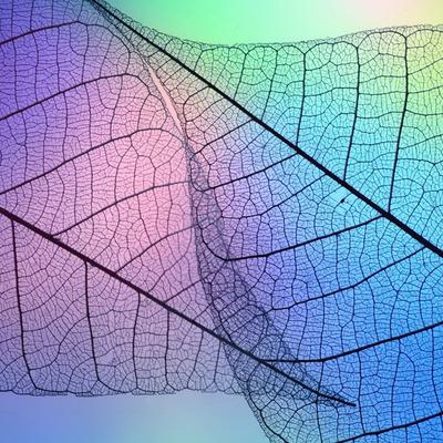 Transparent leaf vein abstract wallpaper 08 - KDE Store