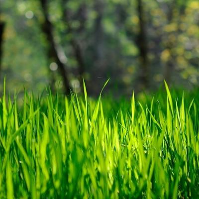 Green Grass Wallpaper - KDE Store