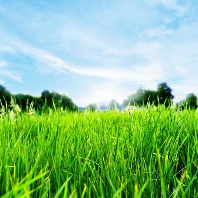 Green Grass Wallpaper - KDE Store