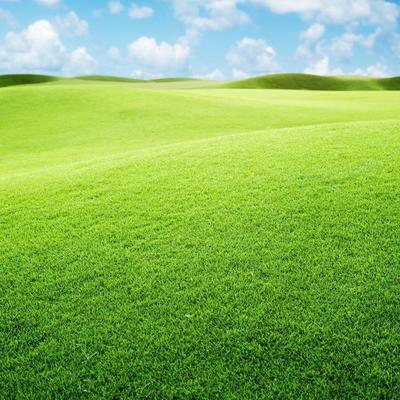 Green Grass Wallpaper - KDE Store