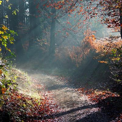 Sunshine through Forest HD - KDE Store