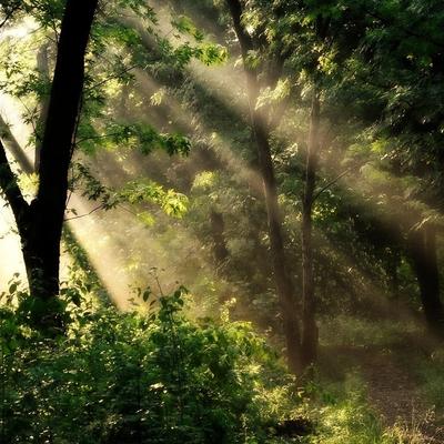 Sunshine through Forest HD - KDE Store