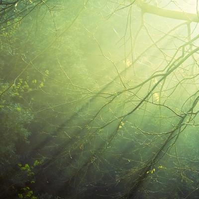 Sunshine through Forest HD - KDE Store