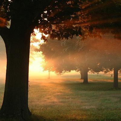 Sunshine through Forest HD - KDE Store