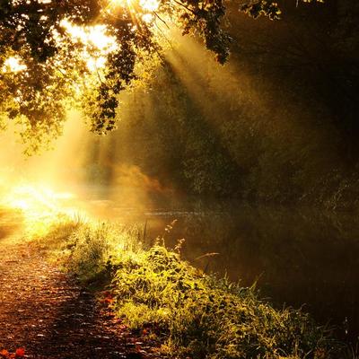 Sunshine through Forest HD - KDE Store