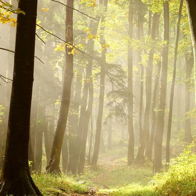 Sunshine through Forest HD - KDE Store