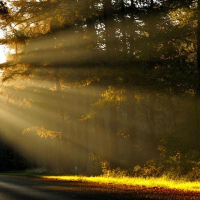 Sunshine through Forest HD - KDE Store