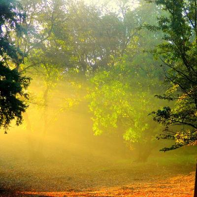 Sunshine through Forest HD - KDE Store