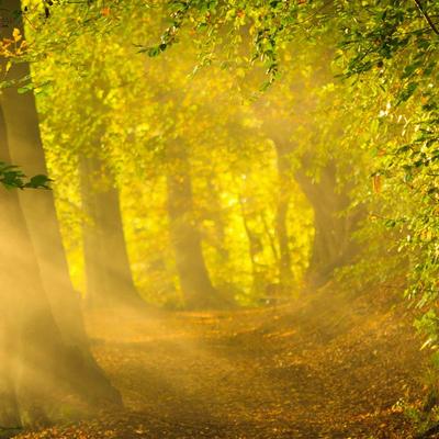Sunshine through Forest HD - KDE Store