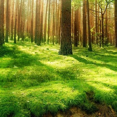Sunshine through Forest HD - KDE Store