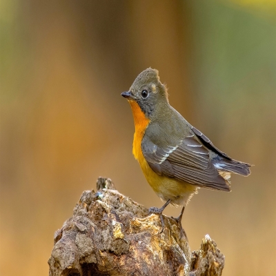 Cute Little Birds Animals HD Wallpaper 13 - KDE Store