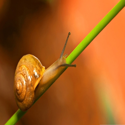 snail walking-snail desktop picture album - addons.videolan.org