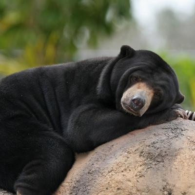 malay bear beruang laying stone-HD Desktop Wal.. - KDE Store