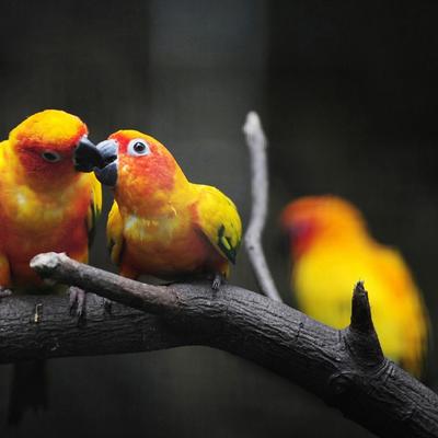 Cute Love Birds Kissing-Photo HD Wallpaper - KDE Store
