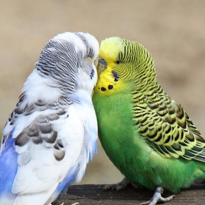Cute Budgie Birds-Photo HD Wallpaper - KDE Store