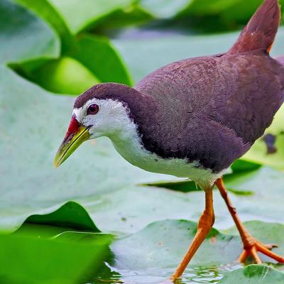 Animal World Elves Birds Photo Wallpaper 19 - KDE Store