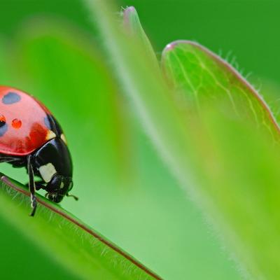 Ladybug Green Leaf-2017 Animal HD Wallpaper - KDE Store