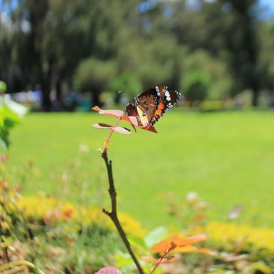 spring- beautiful butterfly - Desktop Wallpape.. - KDE Store