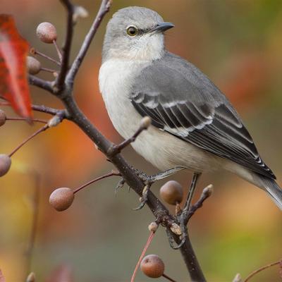 mockingbird-Bird Photography Wallpaper - KDE Store