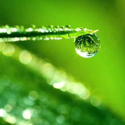 water drop reflection-Plants HD wallpaper - KDE Store