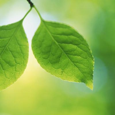 tree green leaves-Plants HD wallpaper - KDE Store