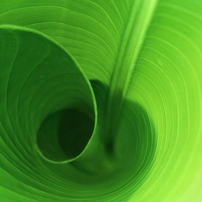 rounded green leaf-Plants HD wallpaper - KDE Store