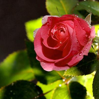 rose petals leaves dew drops-Plant Macro HD W - KDE Store