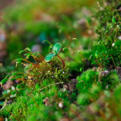 plants moss close-up-Plant Macro HD Wallpaper - KDE Store