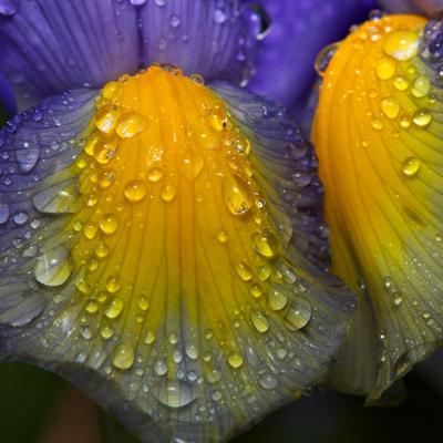 plants flowers drops dew dark spots-Plant Macr.. - KDE Store