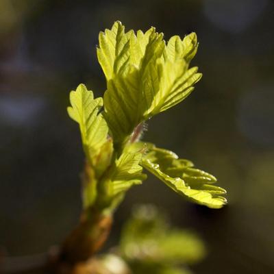 from tiny acorns-Plant macro photography wallp - KDE Store