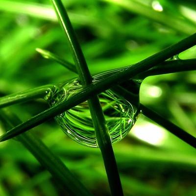 fresh green grass-Plant macro photography wall.. - KDE Store
