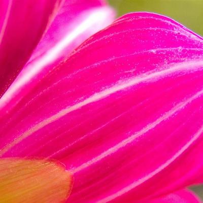 pink flower-flowers photography wallpaper - KDE Store