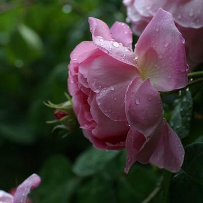 leopard roses-flowers photography wallpaper - addons.videolan.org