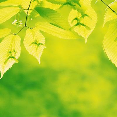 leaves-Plant macro photography wallpaper - KDE Store