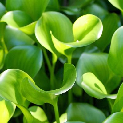 big leaf-Plant macro photography wallpaper - KDE Store