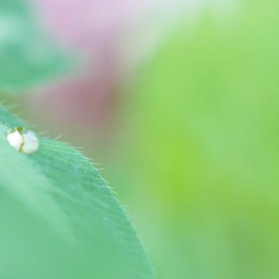 41 A water drop on leaf photo-soft focus green.. - KDE Store