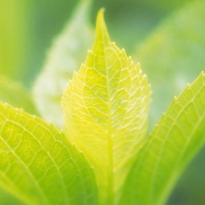 40 soft focus green leaves photo-hazy soft gre.. - KDE Store