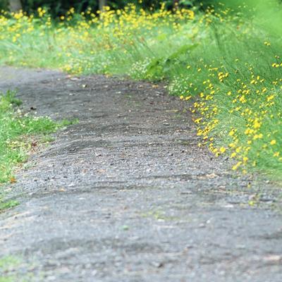 36 Photo-Dandelion along the path - KDE Store