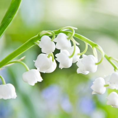 lily of the valley macro-Photo HD Wallpaper - KDE Store