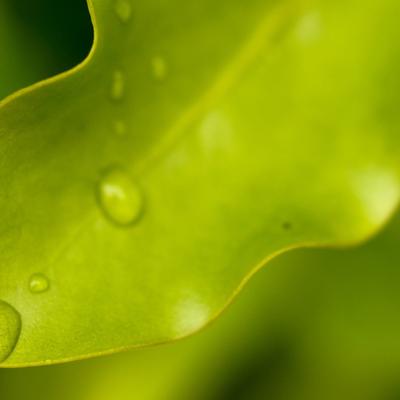 leaf-green theme Desktop leaf-green_theme_Desktop2011.11.12 - KDE Store